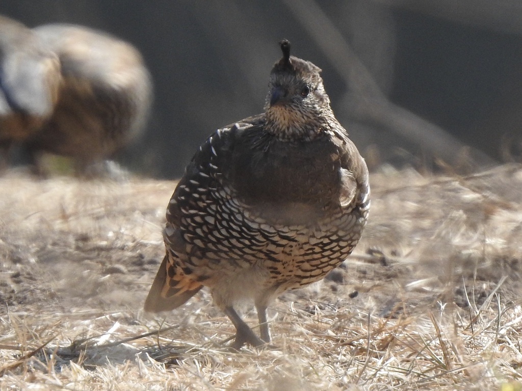 California Quail from Westside, Santa Cruz, CA, US on September 09 ...