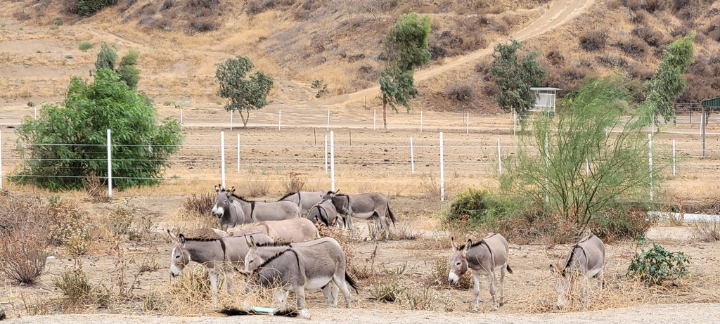 Donkey from Grand Terrace, CA 92324, USA on September 09, 2022 at 10:42 ...