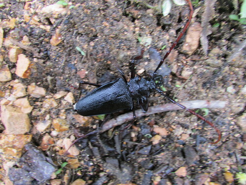 Psalidognathus erythrocerus · iNaturalist