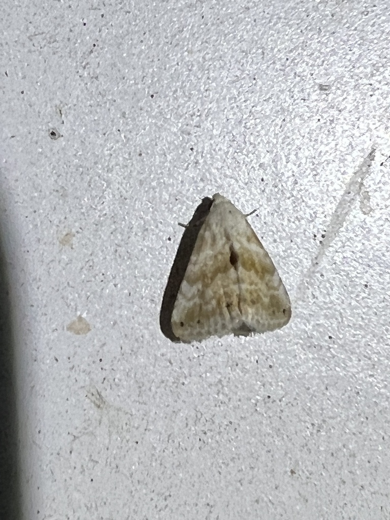 Everlasting Bud Moth from Kingsville, TX, US on September 05, 2022 at ...