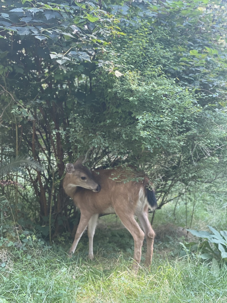Columbian Black-tailed Deer from Quadra Island, Strathcona J (Discovery ...