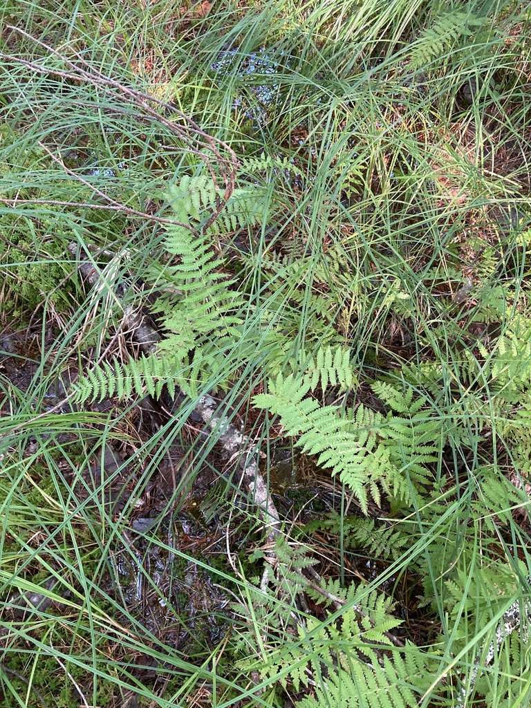 Massachusetts fern from Maitland Bridge, NS, CA on September 07, 2022 ...