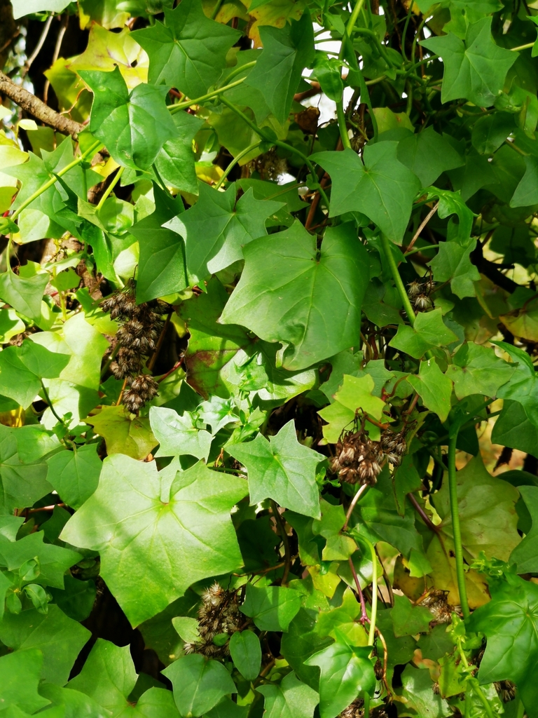 Cape-ivy from Langwarrin VIC 3910, Australia on September 10, 2022 at ...