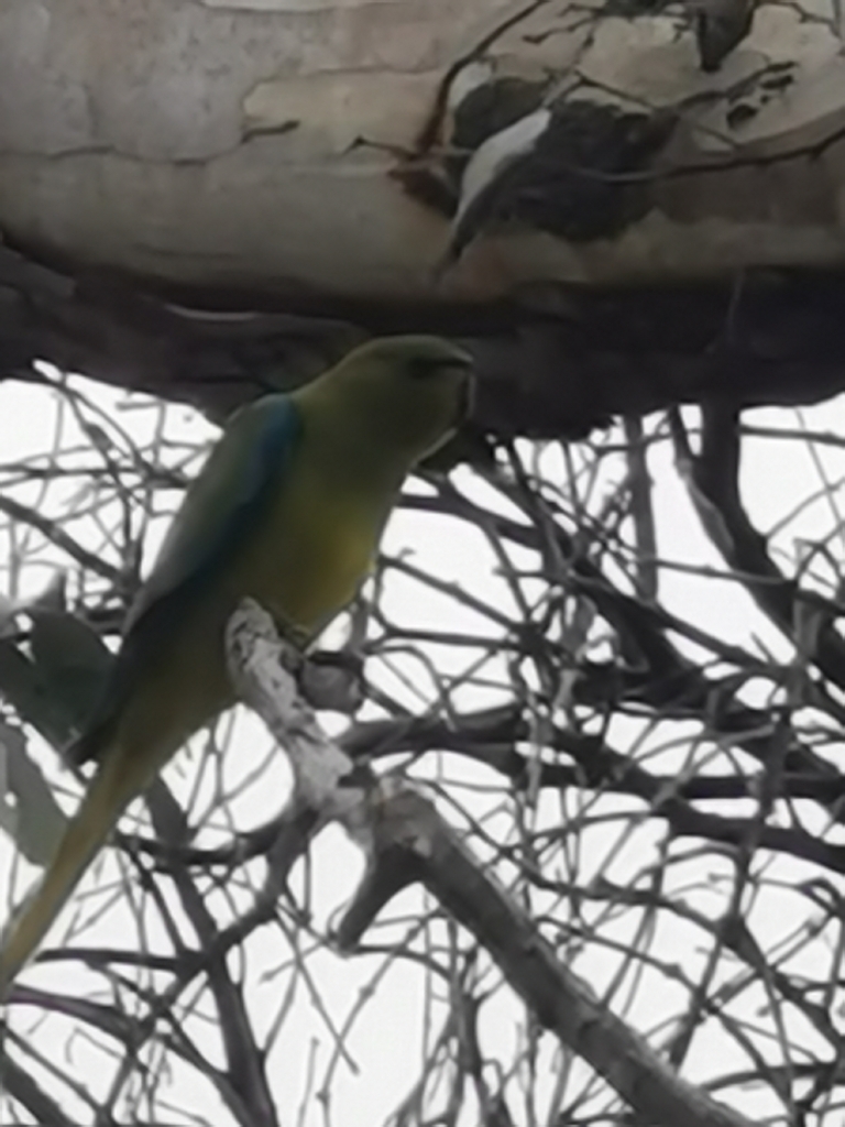 Elegant Parrot from Ashbourne SA 5157, Australia on September 10, 2022 ...