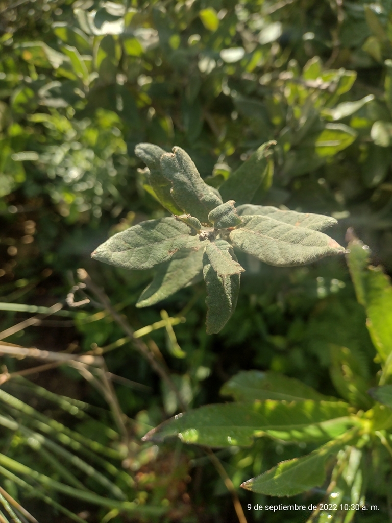 Littleleaf Oak from Tultitlán, Méx., México on September 9, 2022 at 10: ...