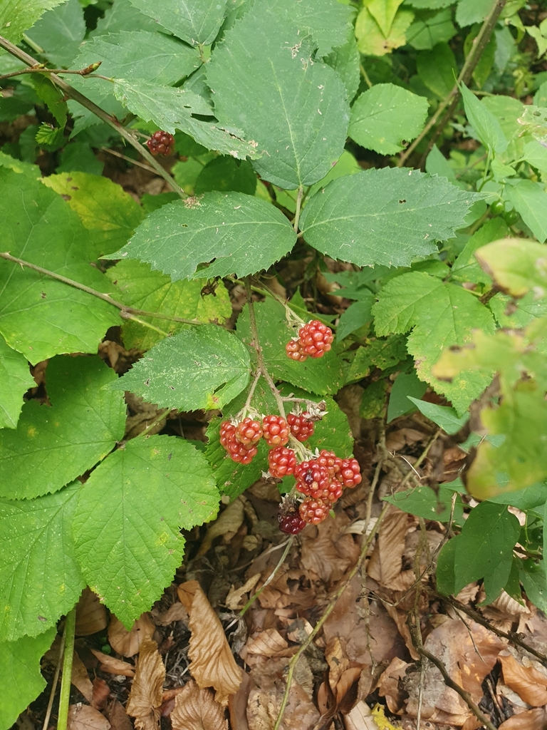 Rubus hirtus from Măgureni on September 9, 2022 at 02:29 PM by ...