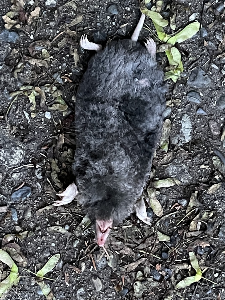 Western Moles from 164th Ave NE, Redmond, WA, US on May 30, 2022 at 09: ...