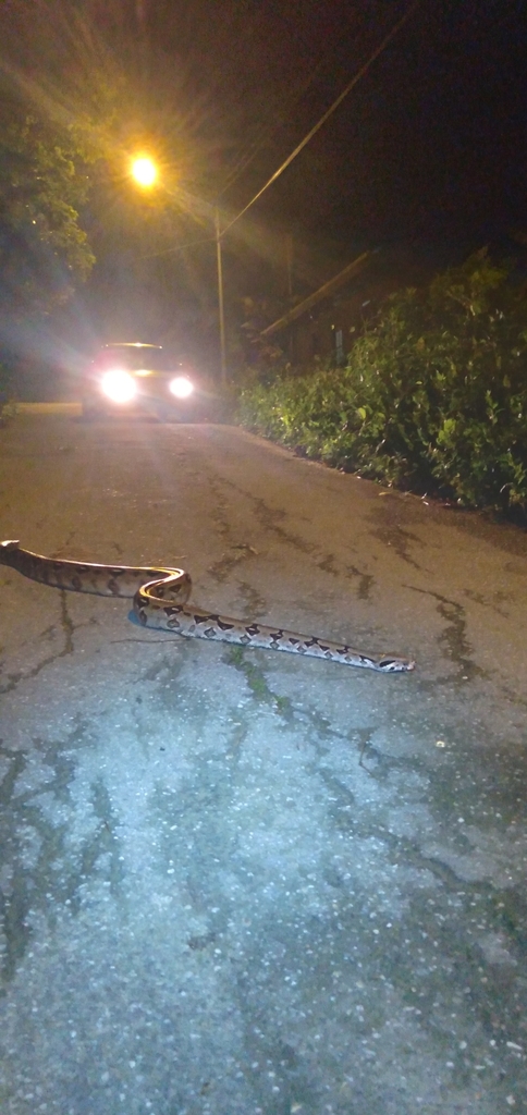 Boa Constrictor from Tunapuna/Piarco Regional Corporation, Trinidad and ...