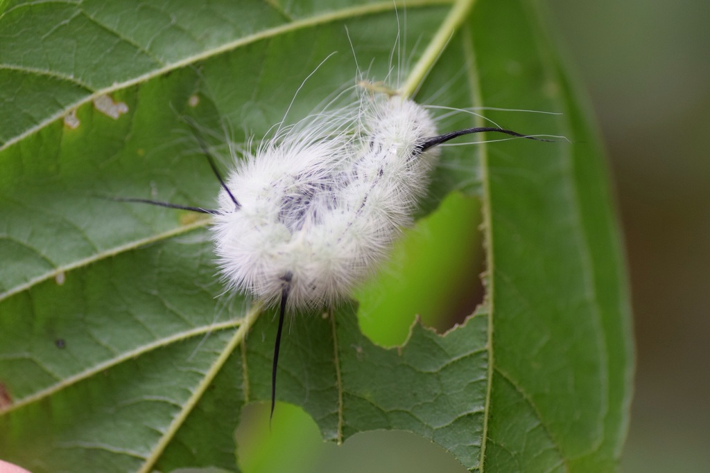 American Dagger Moth (Butterflies and Moths of Floracliff Nature ...