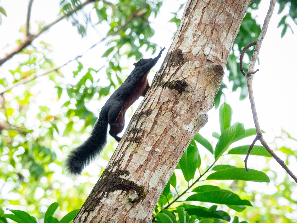 Black Prevost's Squirrel from Sepilok Jungle Resort on September 4 ...