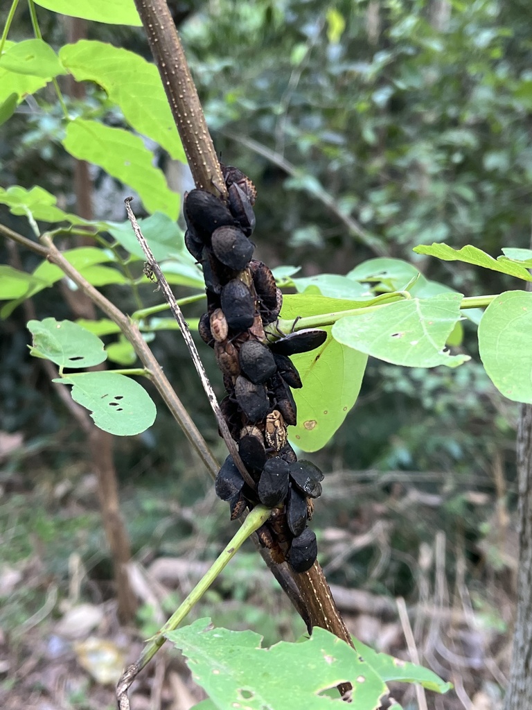 Cyclopelta from 玄武区, 南京市, 江苏省, CN on September 10, 2022 at 03:23 PM by ...