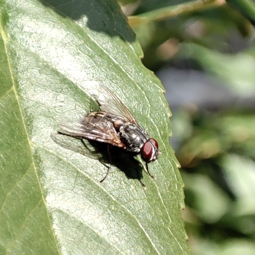 False Stable Fly from Свердловская обл., Россия, 624042 on September 10 ...
