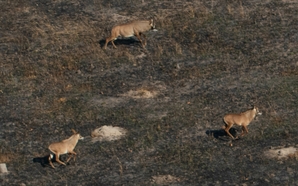 Southern Roan Antelope from Luquembo, Angola on July 11, 2022 at 08:45 ...