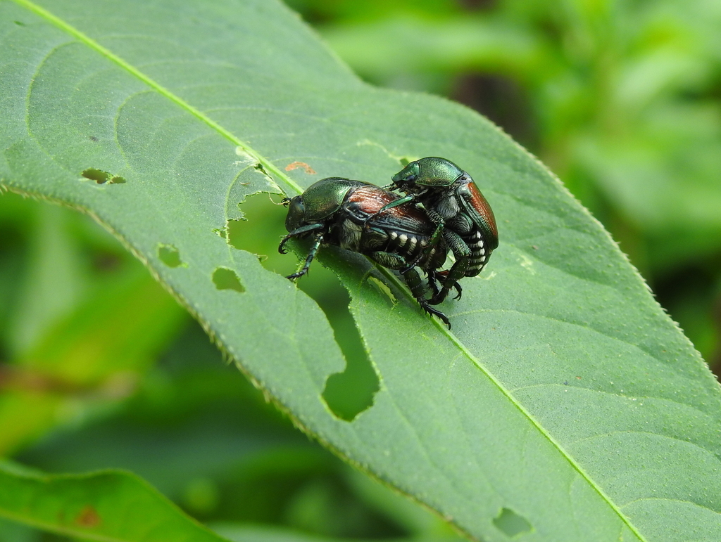 Japanese Beetle from Imazucho Hiokimae, Takashima, Shiga 520-1655 ...