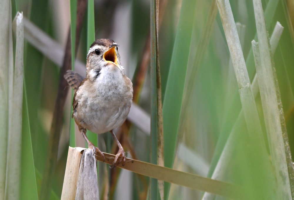 Marsh Wren from Exner Marsh, McHenry County, IL, USA on July 17, 2022 ...