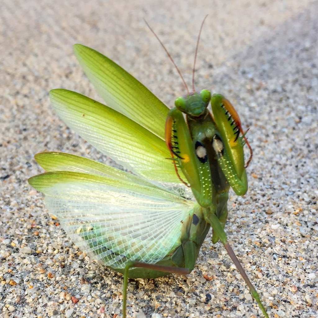 European Mantis from 3930 N Balsam St, Wheat Ridge, CO, US on October ...