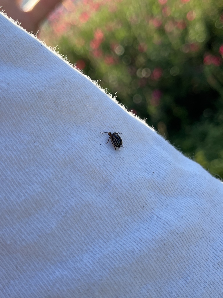 Black Leaf-leg from Goforth Rd, Dallas, TX, US on September 10, 2022 at ...