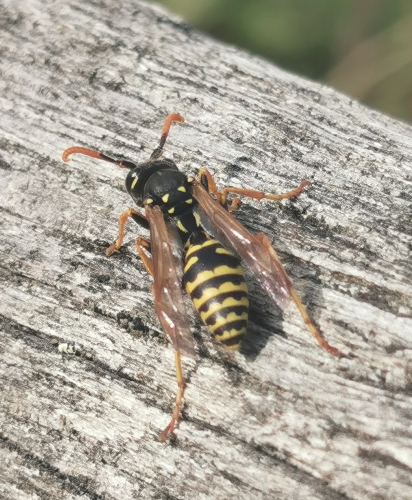 European Paper Wasp from R.S.P.B. Purfleet Environment & Education ...