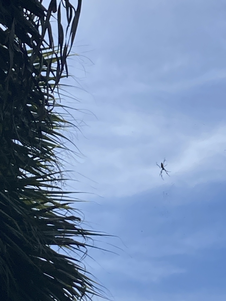 Golden Silk Spider from Plantation Preserve Golf Course & Club ...