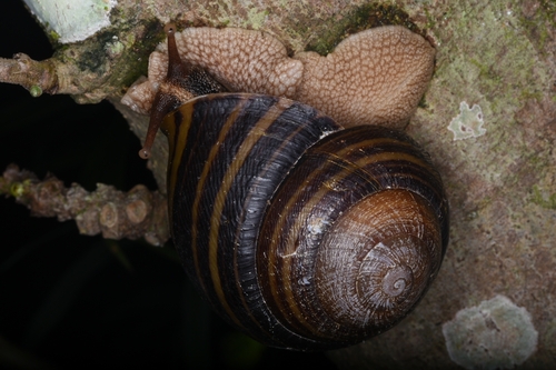Subspecies Camaena hainanensis polyzona · iNaturalist