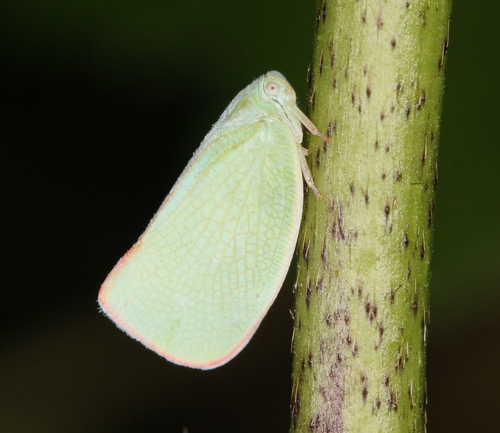 Geisha distinctissima · iNaturalist