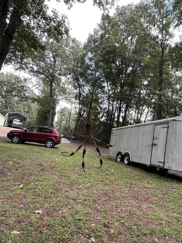 Golden Silk Spider from Kyzer Dr, Hephzibah, GA, US on September 10 ...