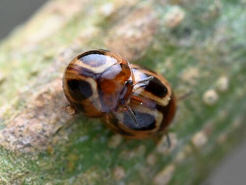 Derispia lineolata · iNaturalist