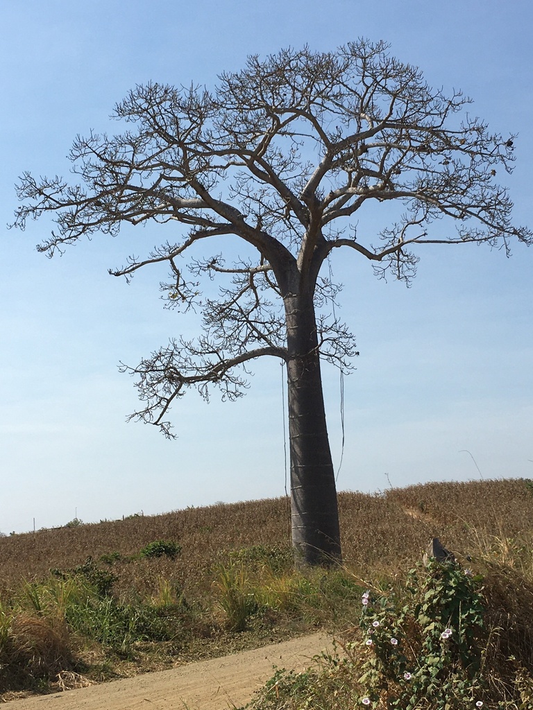 canoe tree in September 2022 by David Parra Puente · iNaturalist