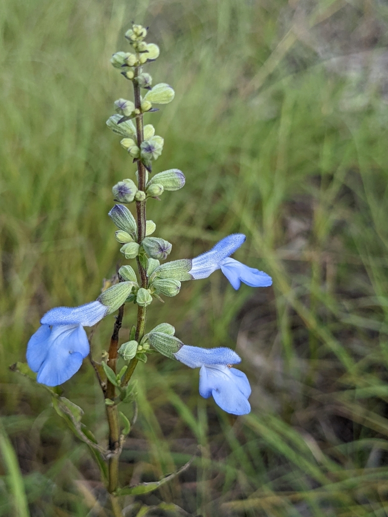 giant blue sage in September 2022 by atlasmira · iNaturalist