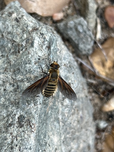 Observations by cherrielee · iNaturalist