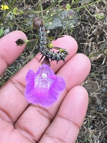 Observations by cherrielee · iNaturalist