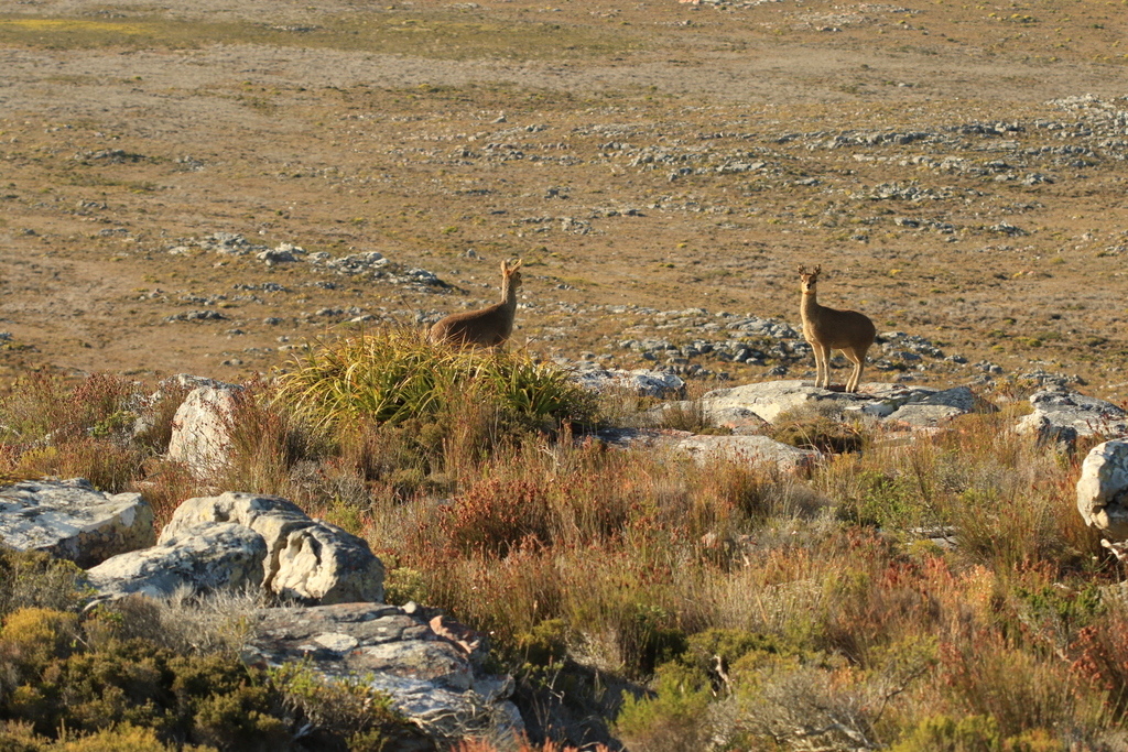 Cape Klipspringer from Table Mountain National Park, City of Cape Town ...