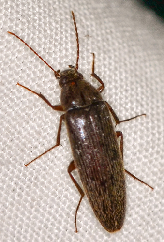 Synchroa Bark Beetles (Family Synchroidae) · iNaturalist