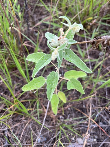 Observations by cherrielee · iNaturalist