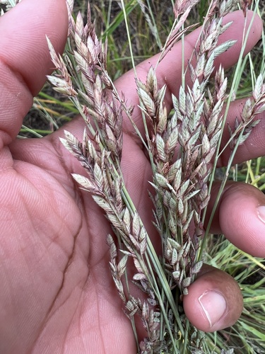 Observations by cherrielee · iNaturalist