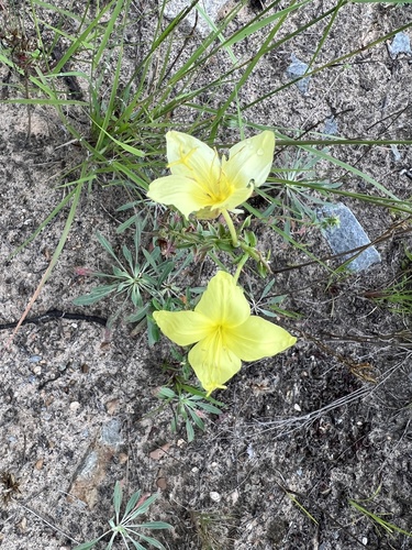 Observations by cherrielee · iNaturalist