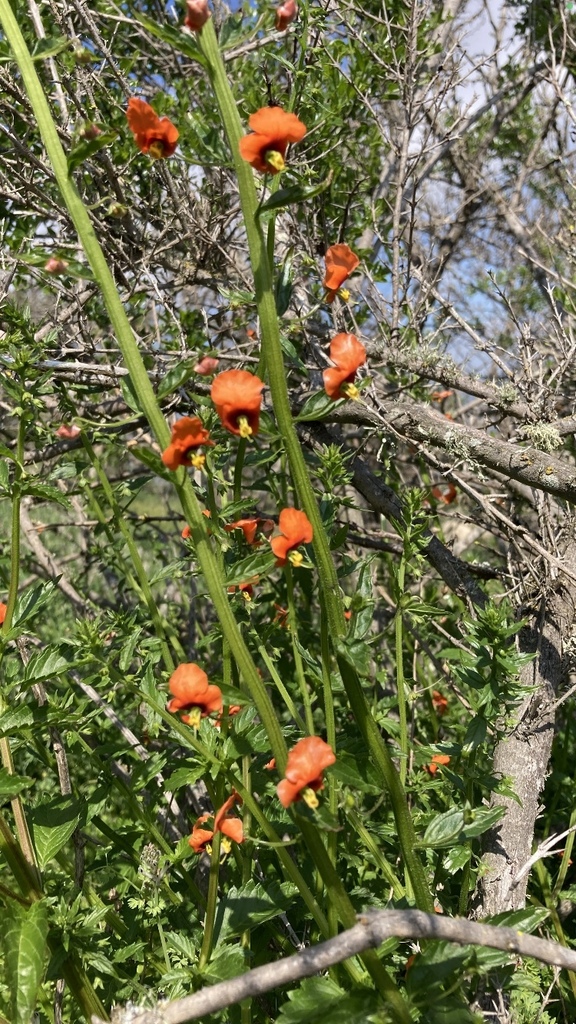 Mask Flower from Casablanca, Casablanca, Valparaíso, CL on September 10 ...