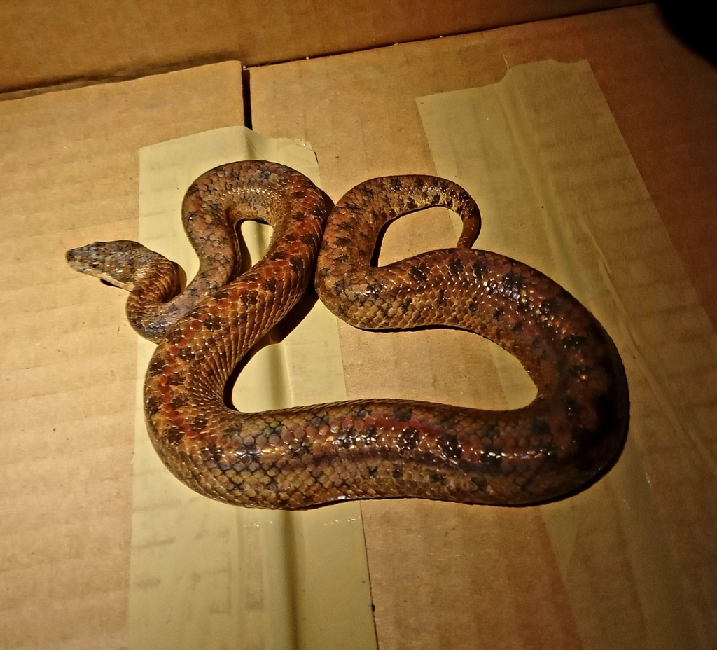 Jamaican Brown Dwarf Boa in September 2022 by David Reid · iNaturalist