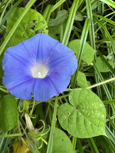 Observations by cherrielee · iNaturalist