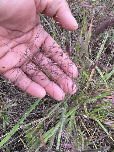 Observations by cherrielee · iNaturalist