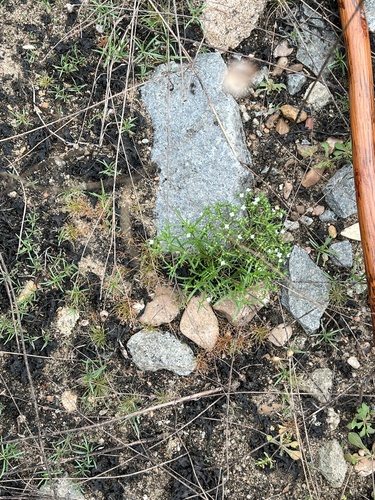 Observations by cherrielee · iNaturalist