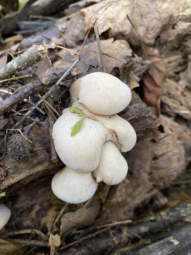 bear lentinus from Nashville, IN, US on September 08, 2022 at 10:56 AM ...