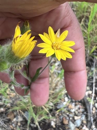 Observations by cherrielee · iNaturalist