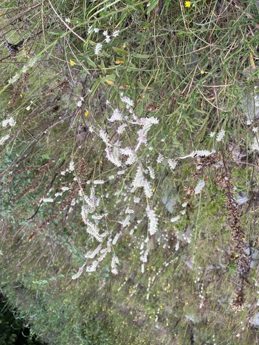 Observations by cherrielee · iNaturalist