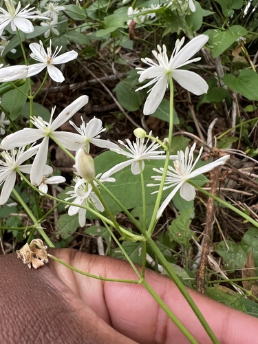 Observations by cherrielee · iNaturalist