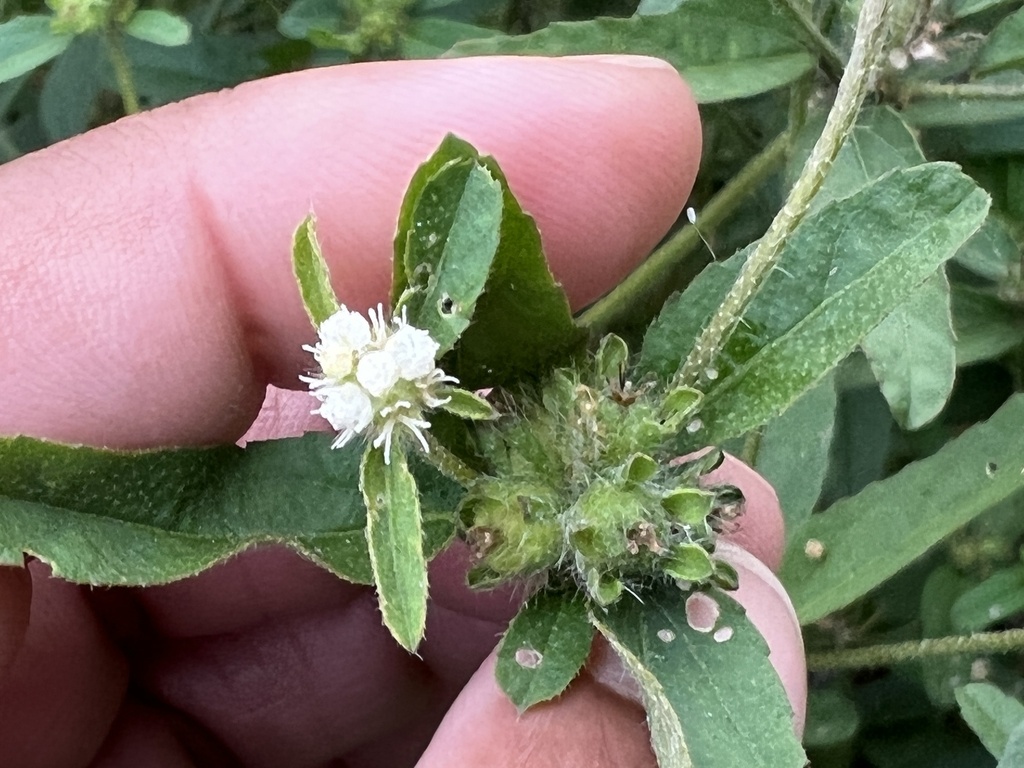 sand croton from W Damsite Rd, Little Rock, AR, US on September 10 ...