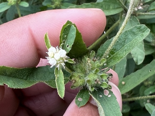 Observations by cherrielee · iNaturalist