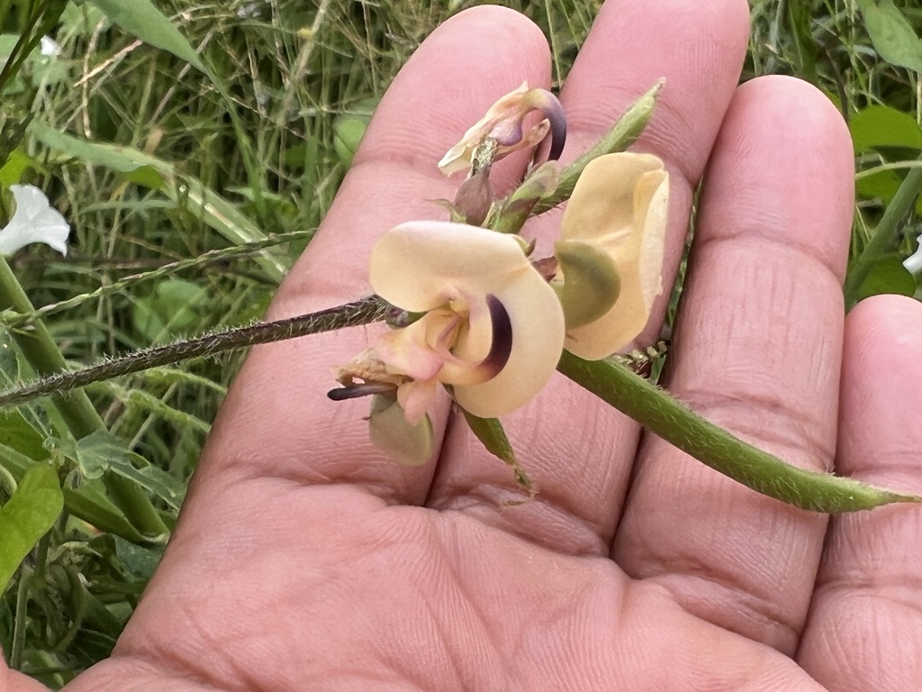 trailing fuzzy-bean from W Damsite Rd, Little Rock, AR, US on September ...