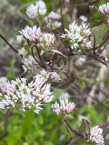 Observations by cherrielee · iNaturalist