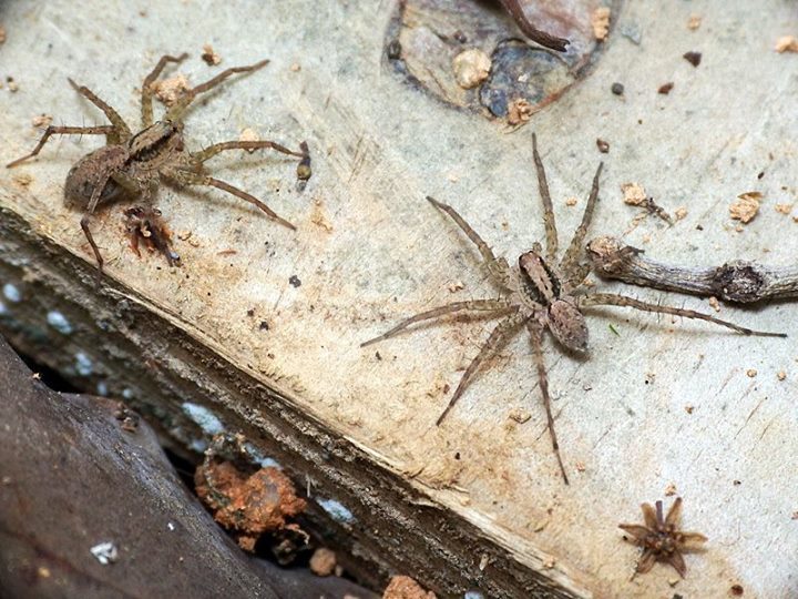 Leopard Spider from Tai Po, Hong Kong on April 9, 2016 by Carol Kwok ...